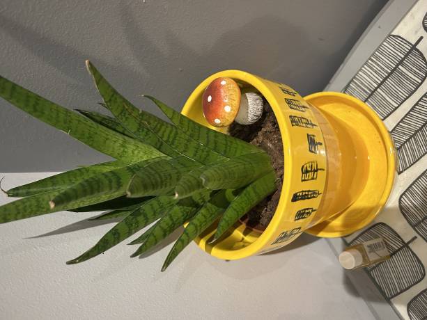 Wishlistr – Sheena Willis’ Wishlist